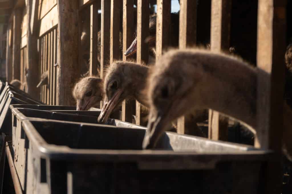 A strucc - Struccfeszek.hu