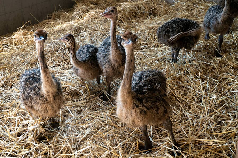 A strucc - Struccfeszek.hu