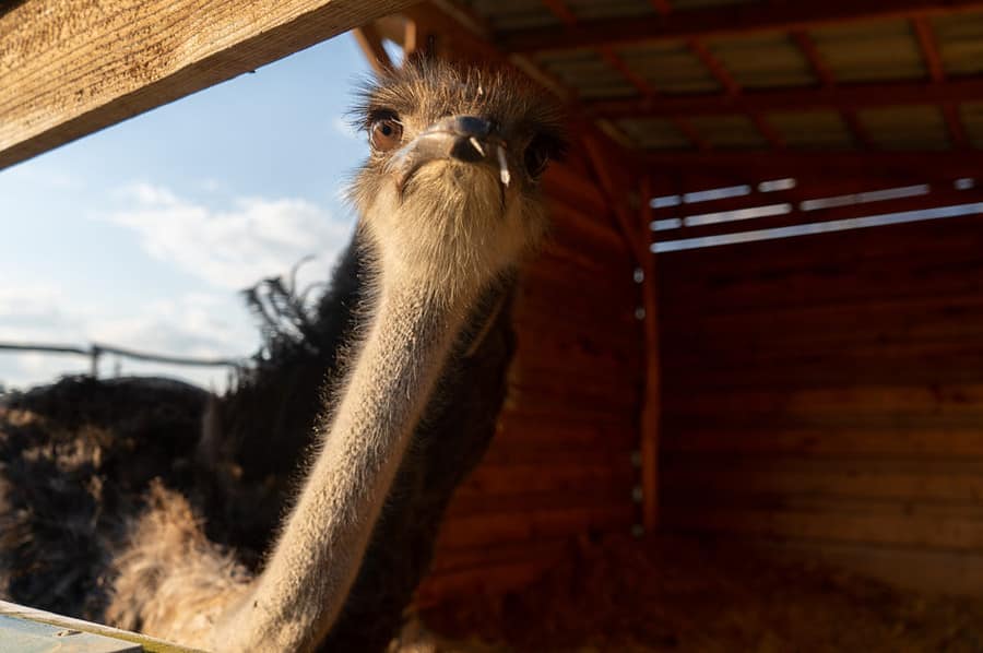 A strucc - Struccfeszek.hu