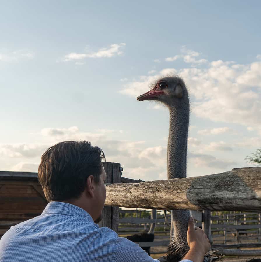 A strucc - Struccfeszek.hu